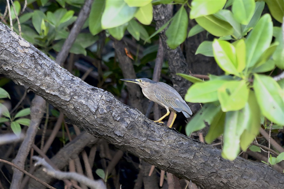 eBird Checklist - 25 Mar 2018 - Torres Strait (-9.38, 142.6966) - 1 species