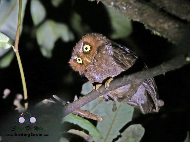 Flores Scops Owl