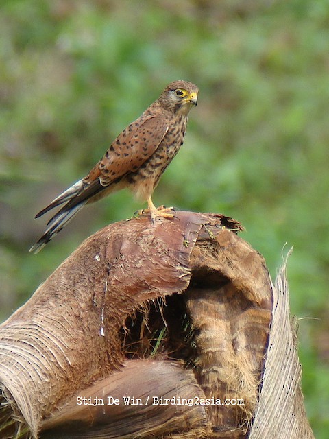 Spotted Kestrel