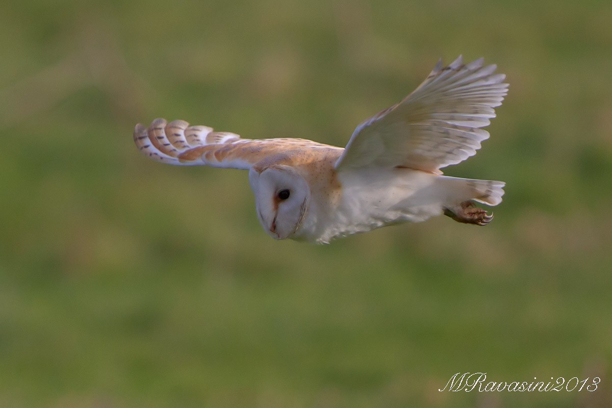 Barn Owl (Eurasian) - eBird