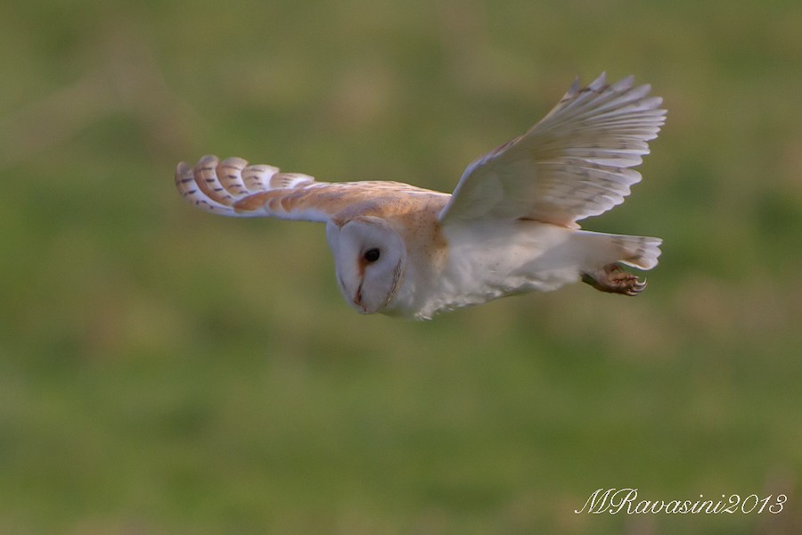 Barn Owl (Eurasian) - eBird