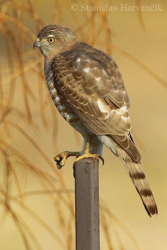 Shikra - Accipiter badius - Media Search - Macaulay Library and eBird