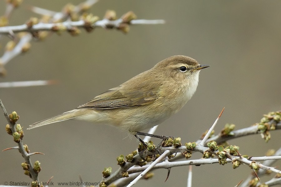 Mountain Chiffchaff (Caucasian) - eBird