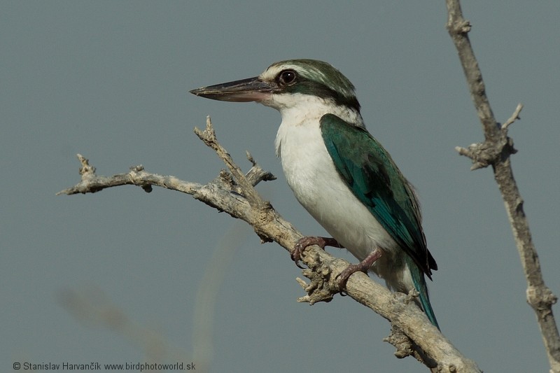 Collared Kingfisher (Arabian) - eBird