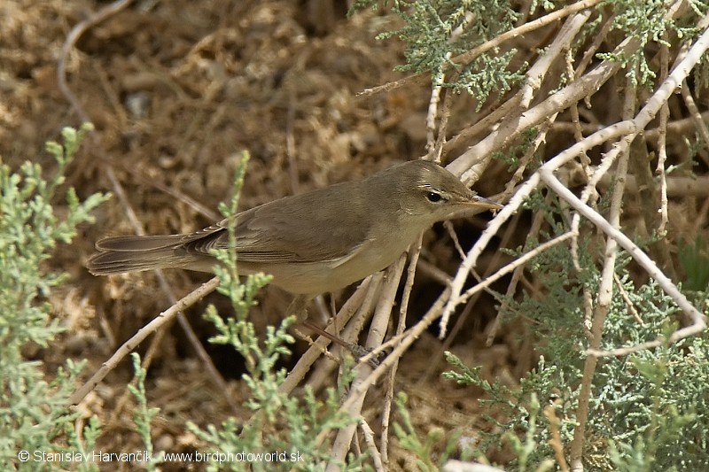 Hippolais sp. - eBird