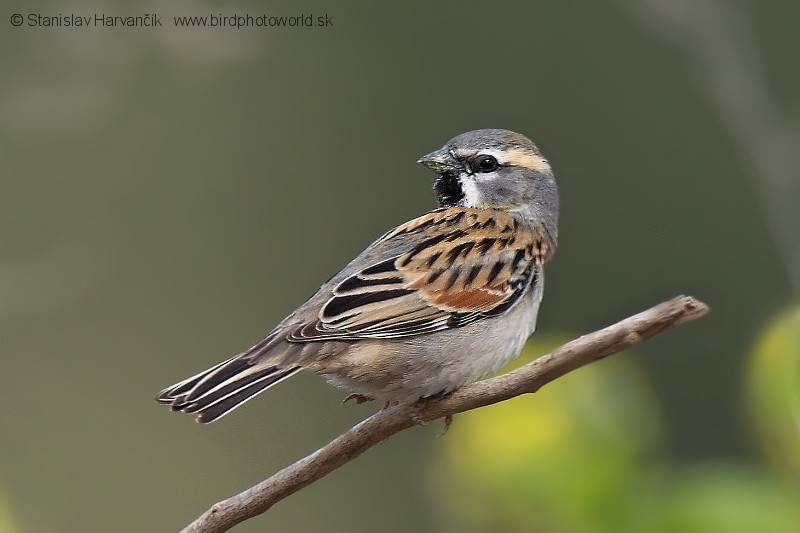 Moabsperling (moabiticus) - eBird