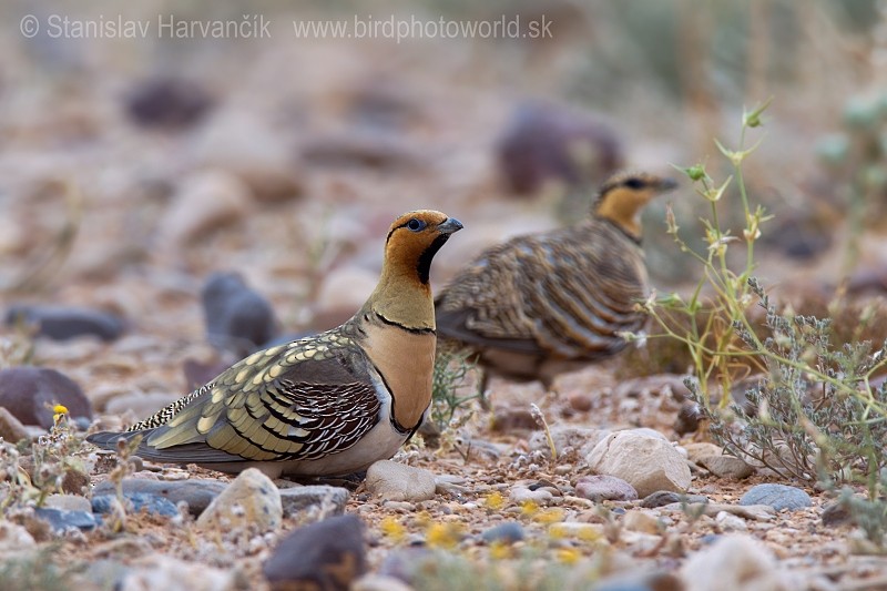 Pin-tailed Sandgrouse (Pin-tailed) - eBird