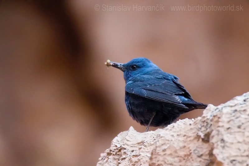 Blue Rock-Thrush (solitarius/longirostris) - eBird