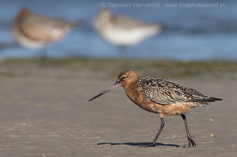 eBird Checklist - 3 Apr 2016 - Dakhla (23.6999, -15.9367) - 3 species