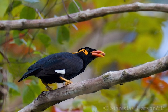 Hill Myna