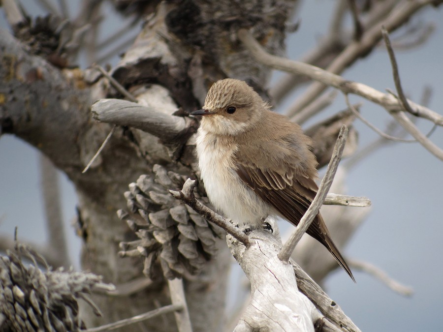 Spotted Flycatcher (Mediterranean) - eBird