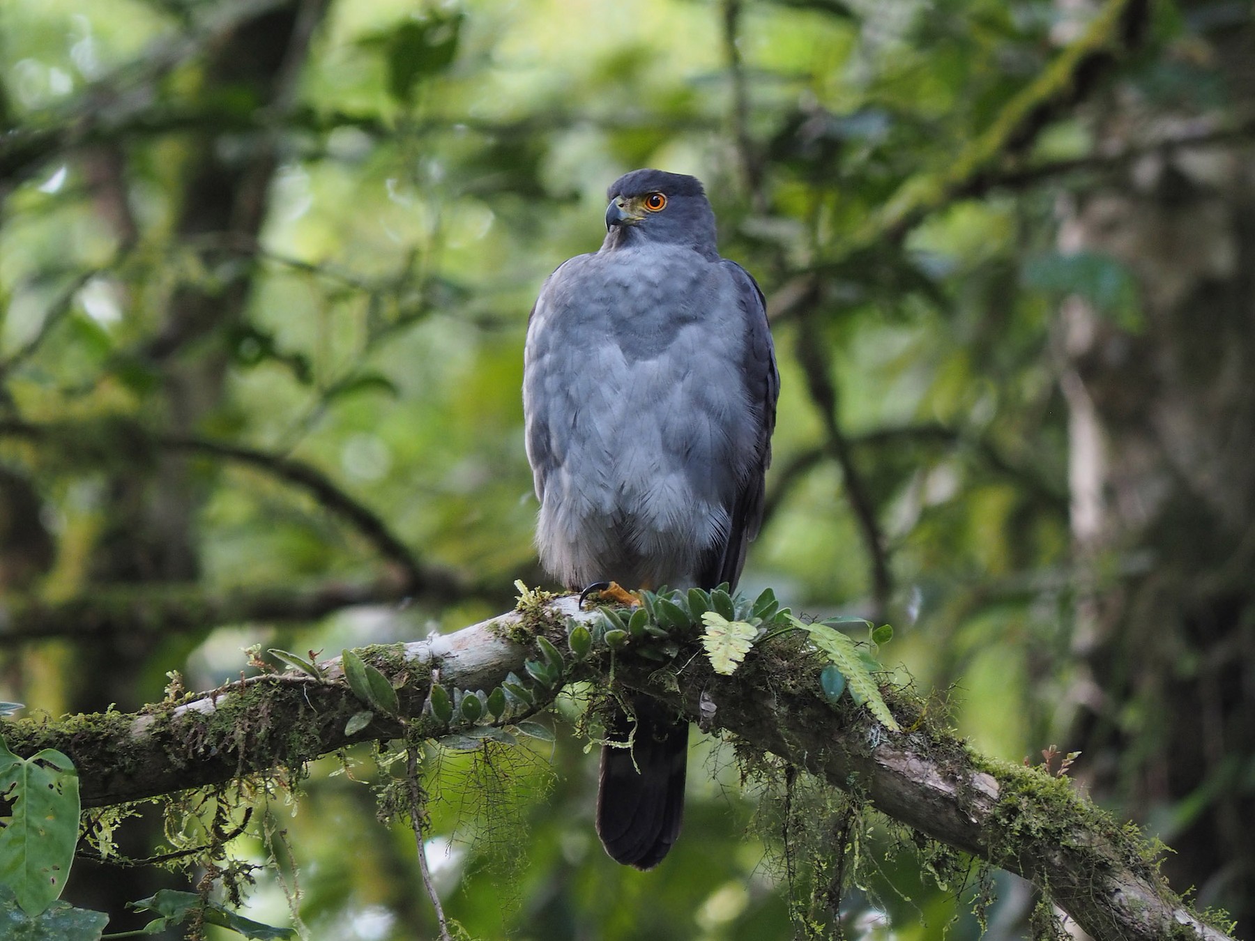 Gavilán Bicolor (bicolor) - eBird