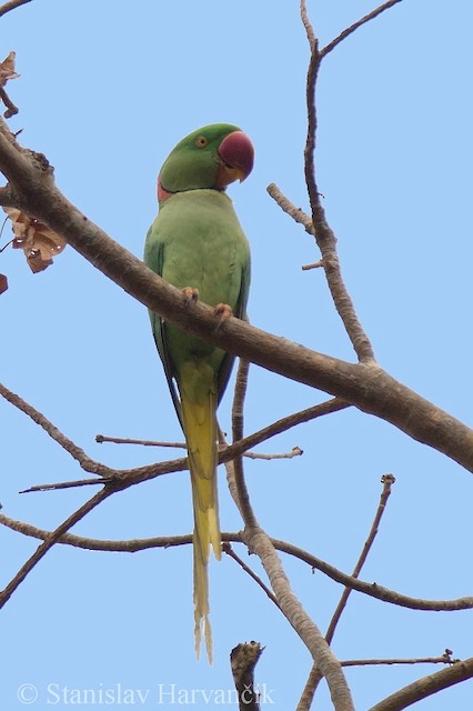 Alexandrine Parakeet - Health diet intelligence personality and care