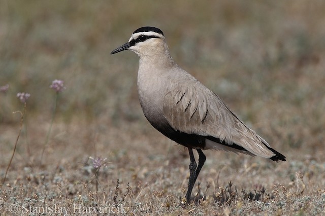 Sociable Lapwing