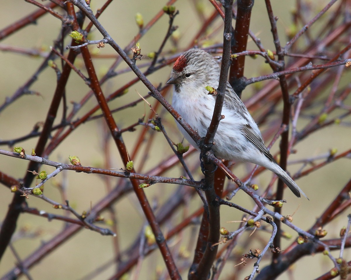 Redpoll (Common/Hoary) - eBird