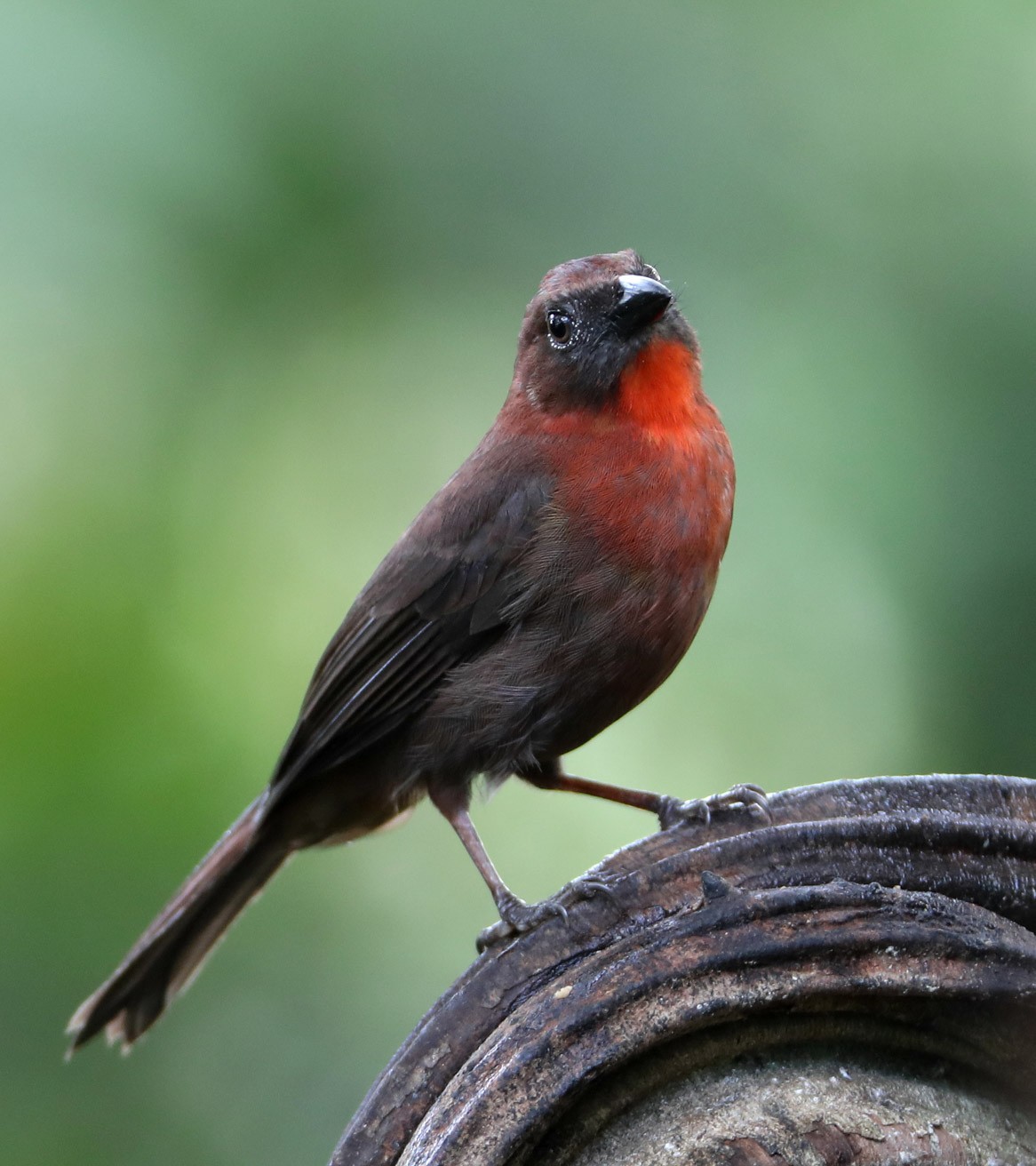 Red-throated Ant-Tanager (Red-throated) - eBird
