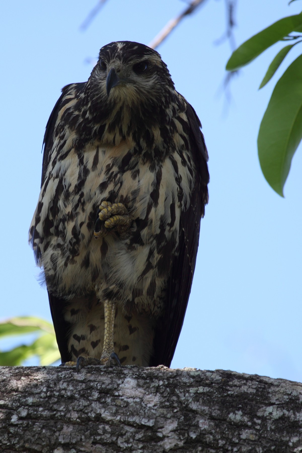 Great Black Hawk (Northern) - eBird