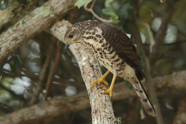 Juvenile Goshawk