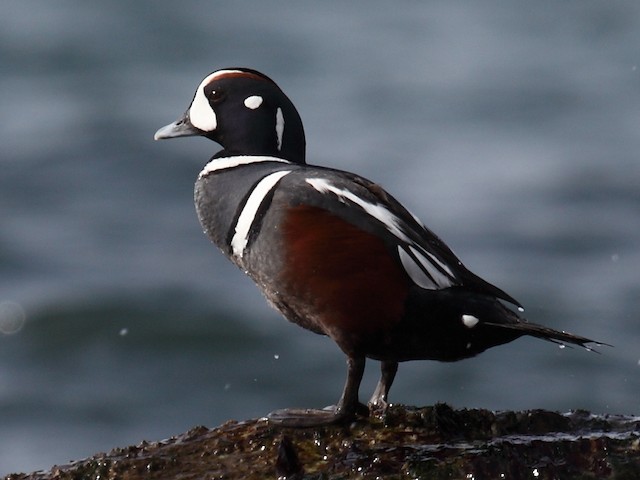 Harlequin Duck In The Tundra