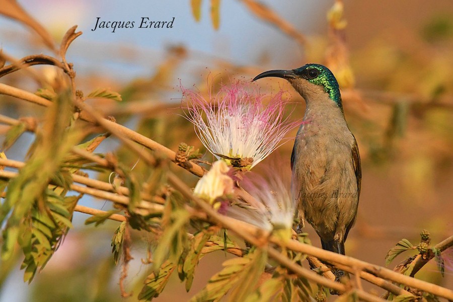 Green-headed Sunbird (Blue-headed) - eBird