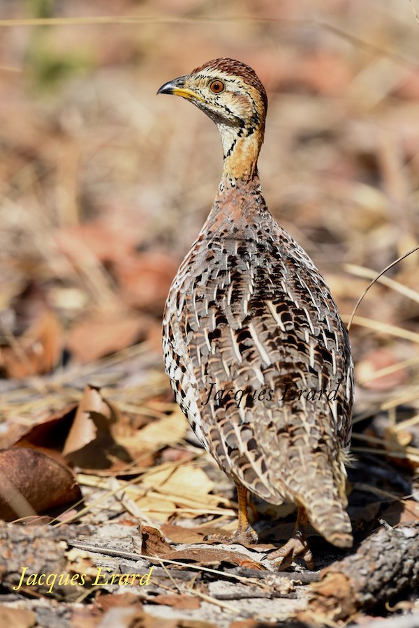 Francolín Coqui (coqui) - eBird