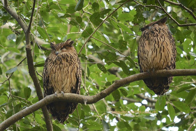 Photos - Tawny Fish-Owl - Ketupa flavipes - Birds of the World