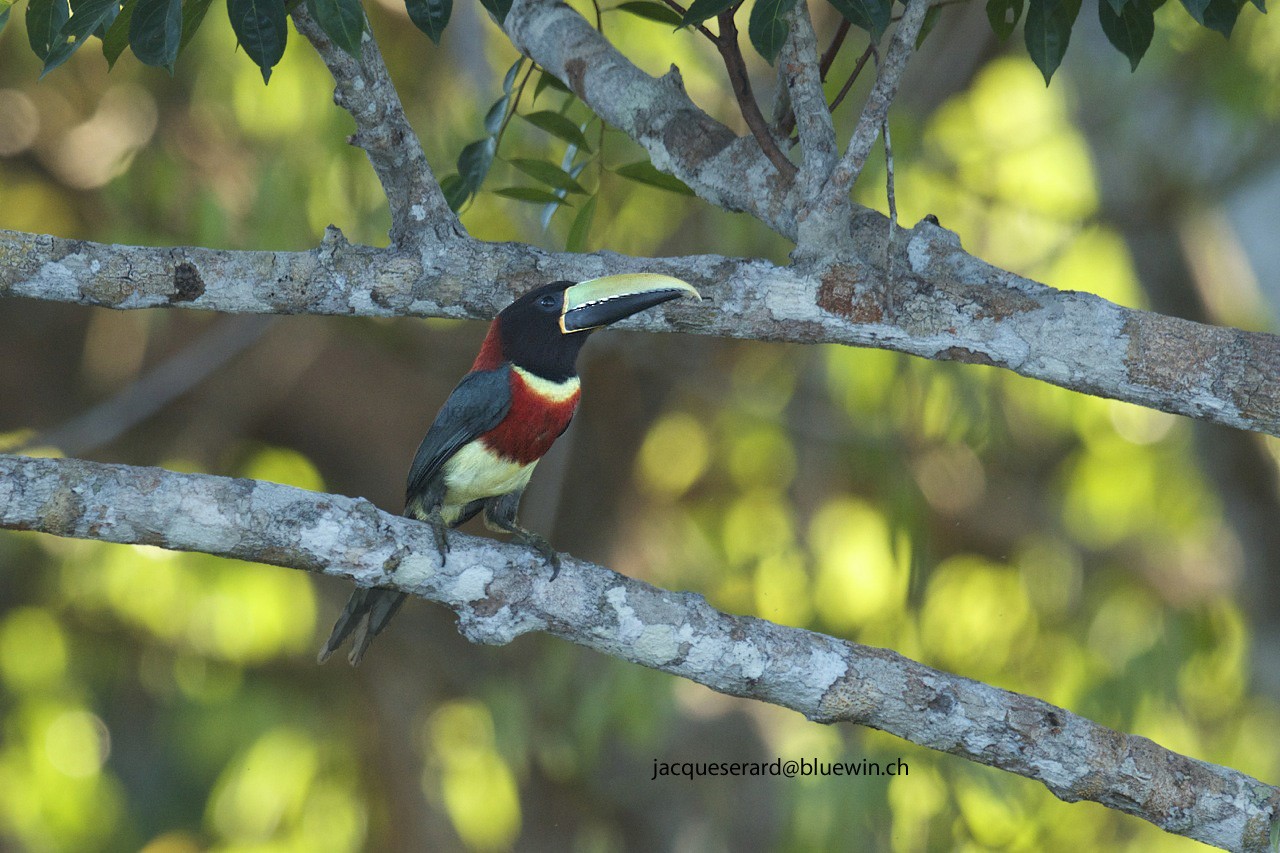 Red-necked Aracari (Western) - eBird