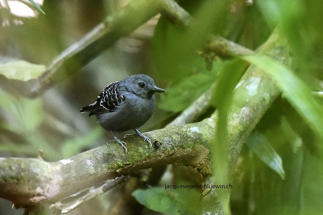 Photos - Xingu Scale-backed Antbird - Willisornis vidua - Birds of the ...