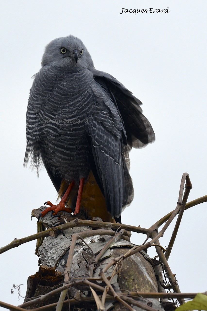 Crane Hawk (Banded) - eBird