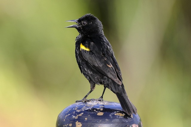 Yellow Winged Blackbird Red Winged Blackbird: Red Wing Blackbirds A