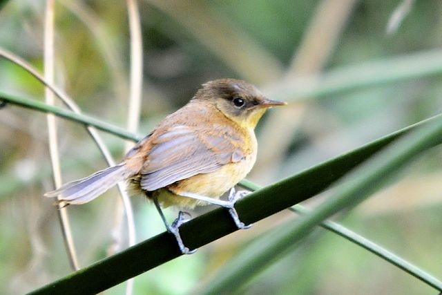 Papyrus Yellow-Warbler (Papyrus) - eBird