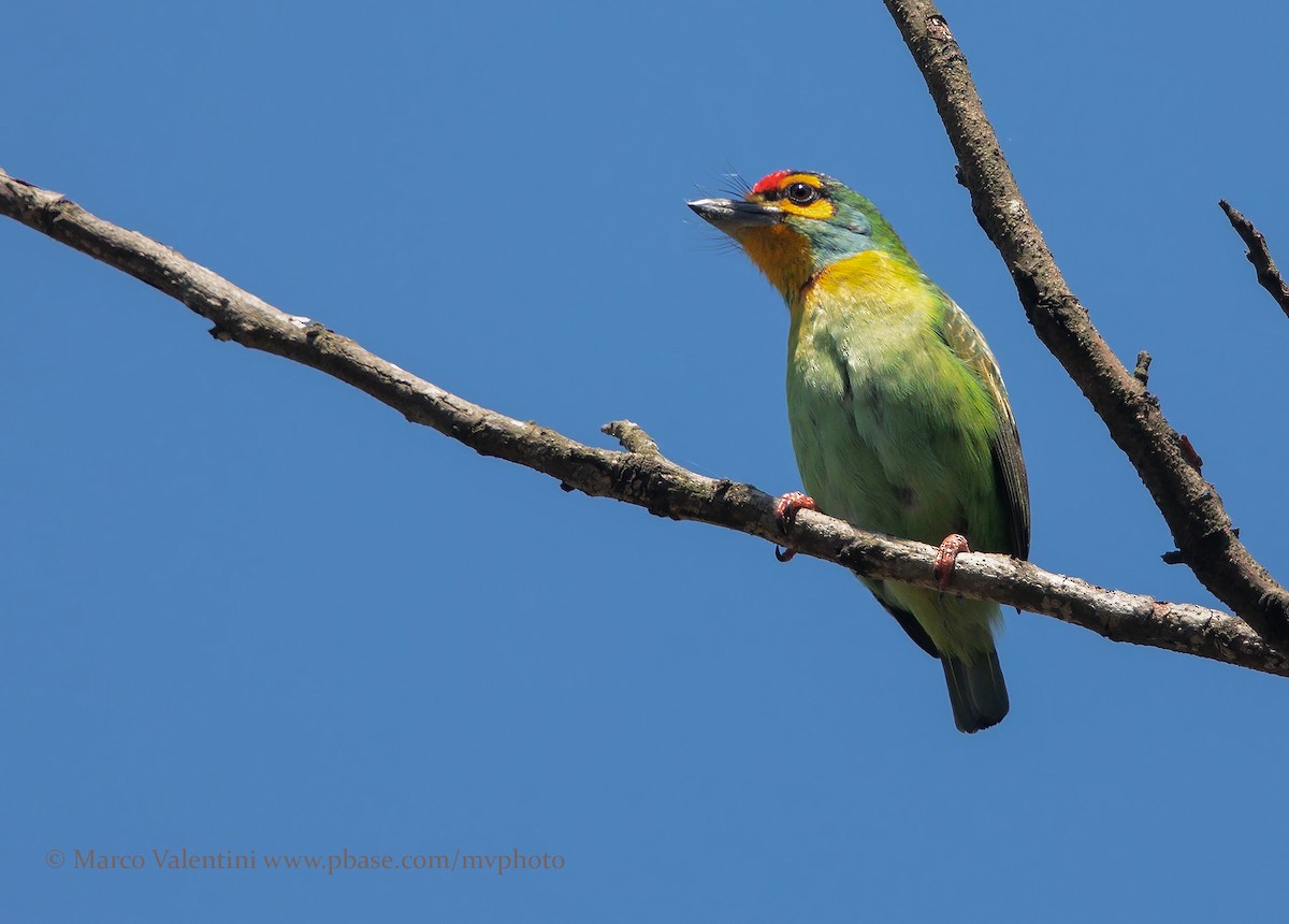 eBird Checklist - 29 Jan 2019 - Sabaragamuwa Province - 1 species