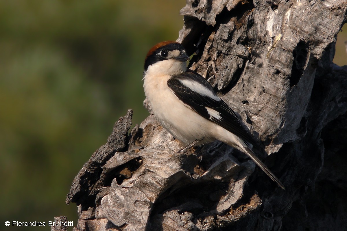 Alcaudón común (occidental) - eBird