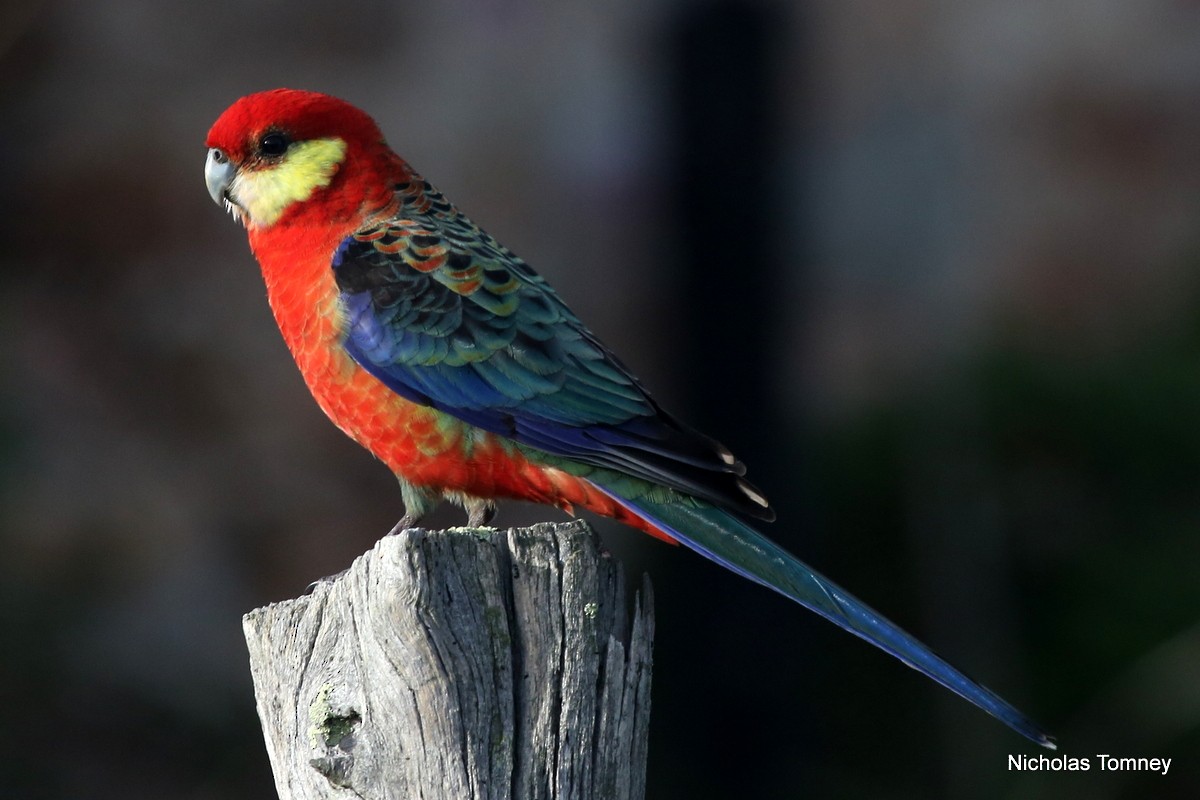 eBird Checklist - 12 Jun 2013 - Tambellup (-34.0399, 117.633) - 1 species