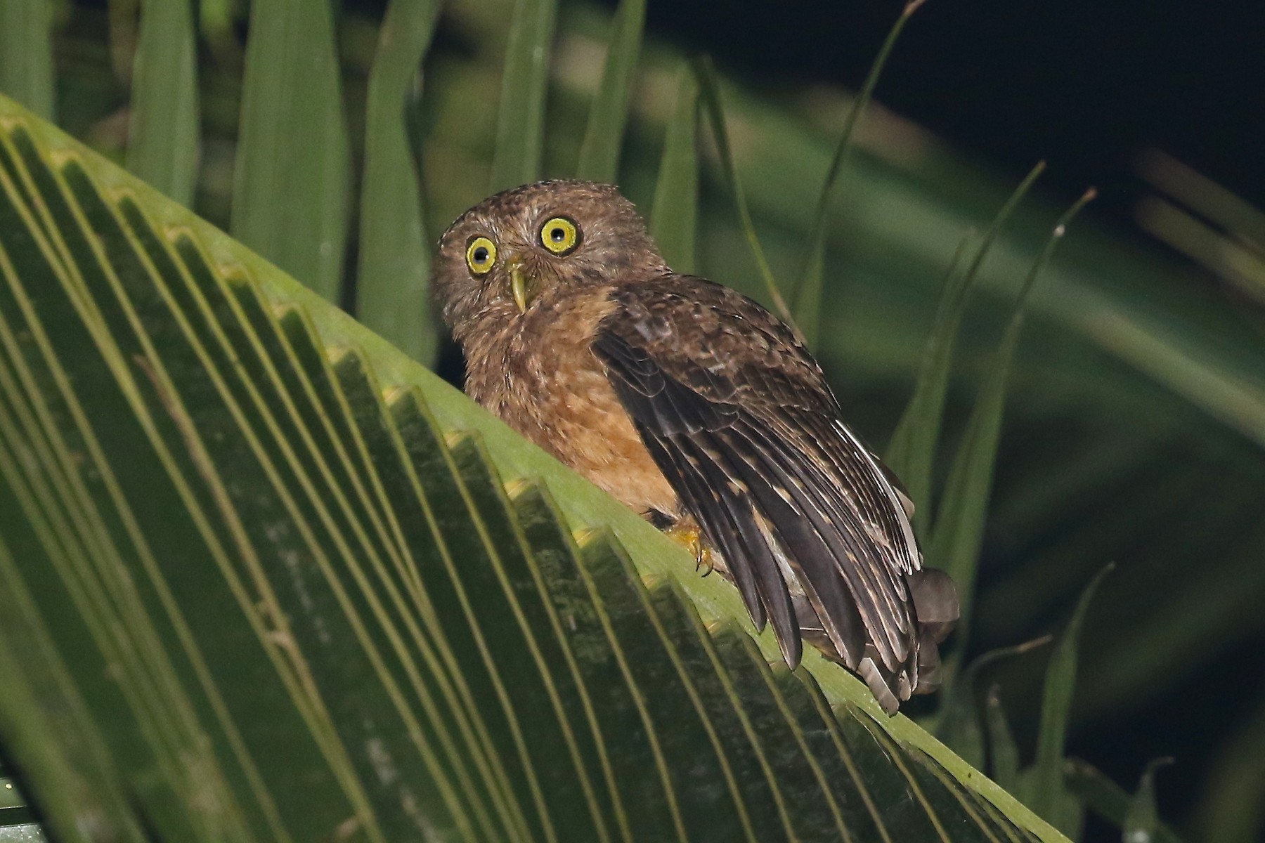 Romblon Boobook - eBird