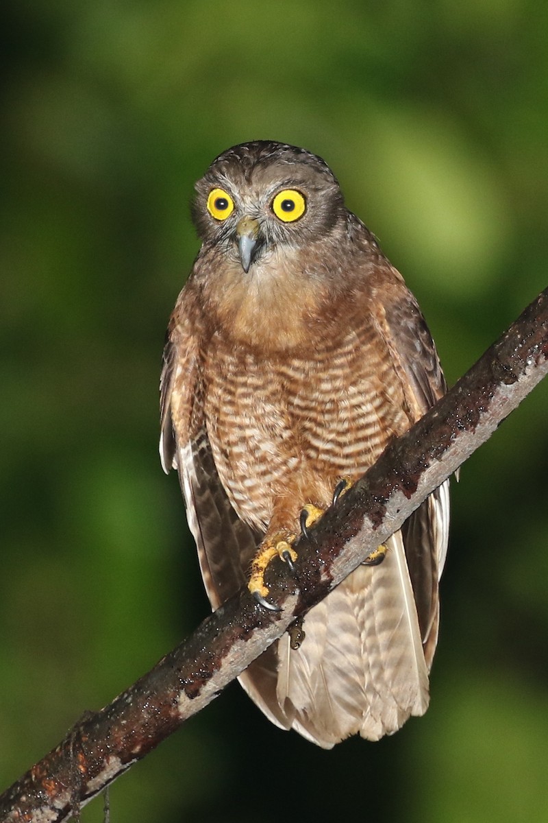 eBird Checklist - 5 Jul 2019 - Weda - 1 species