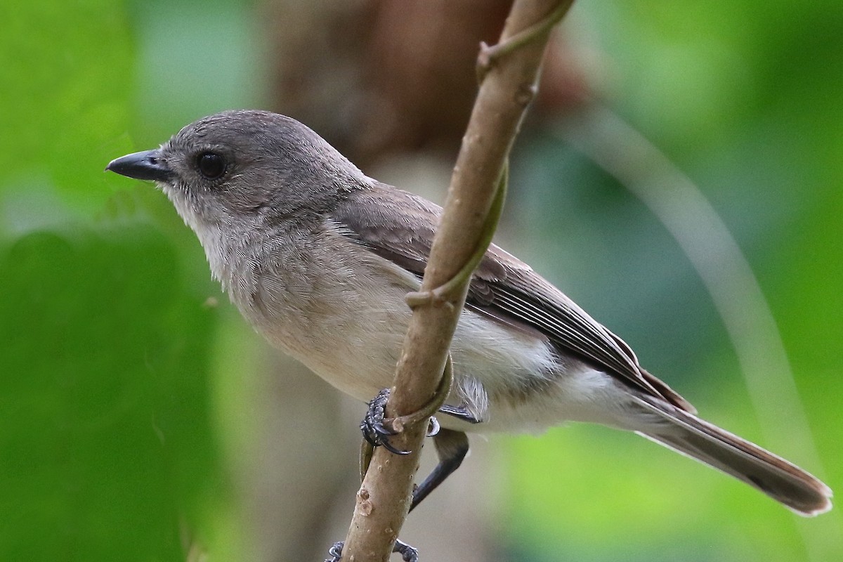 Drab Whistler - eBird