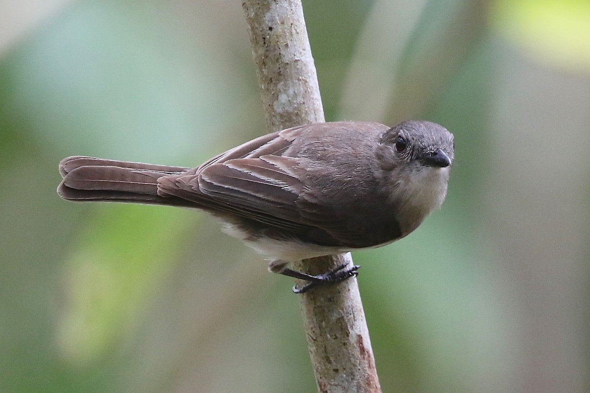 Drab Whistler (Drab) - eBird