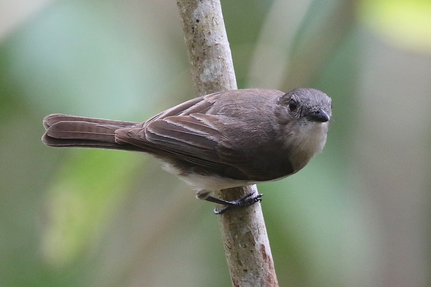 Drab Whistler (Drab) - eBird