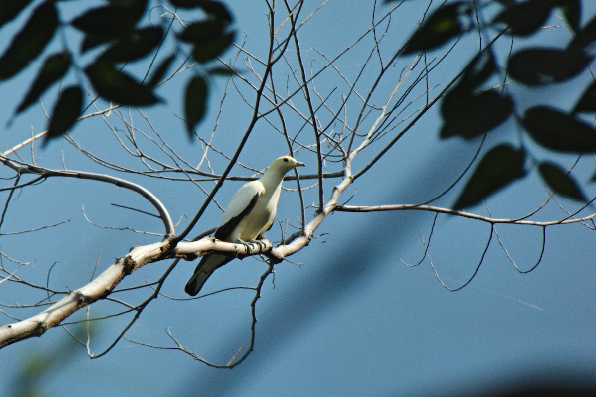 eBird Checklist - 20 Mar 2016 - Ruang - 2 species