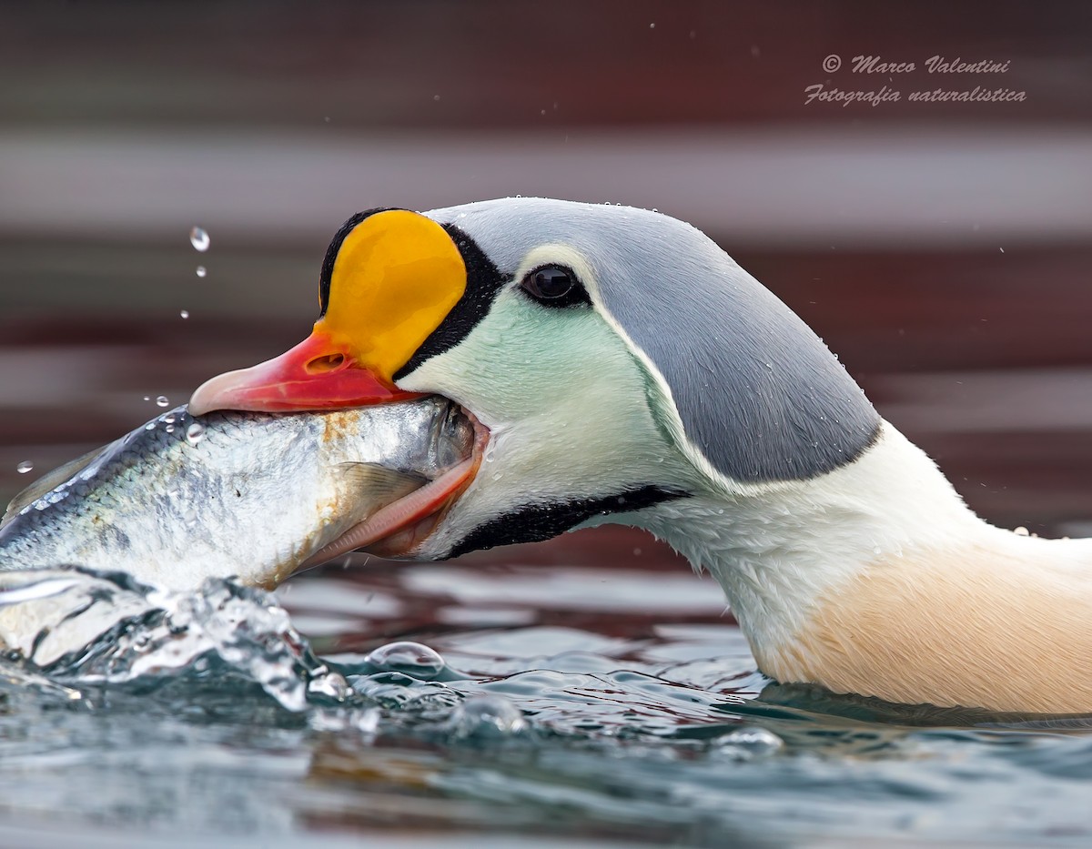 King Eider - Somateria spectabilis - Media Search - Macaulay Library and eBird