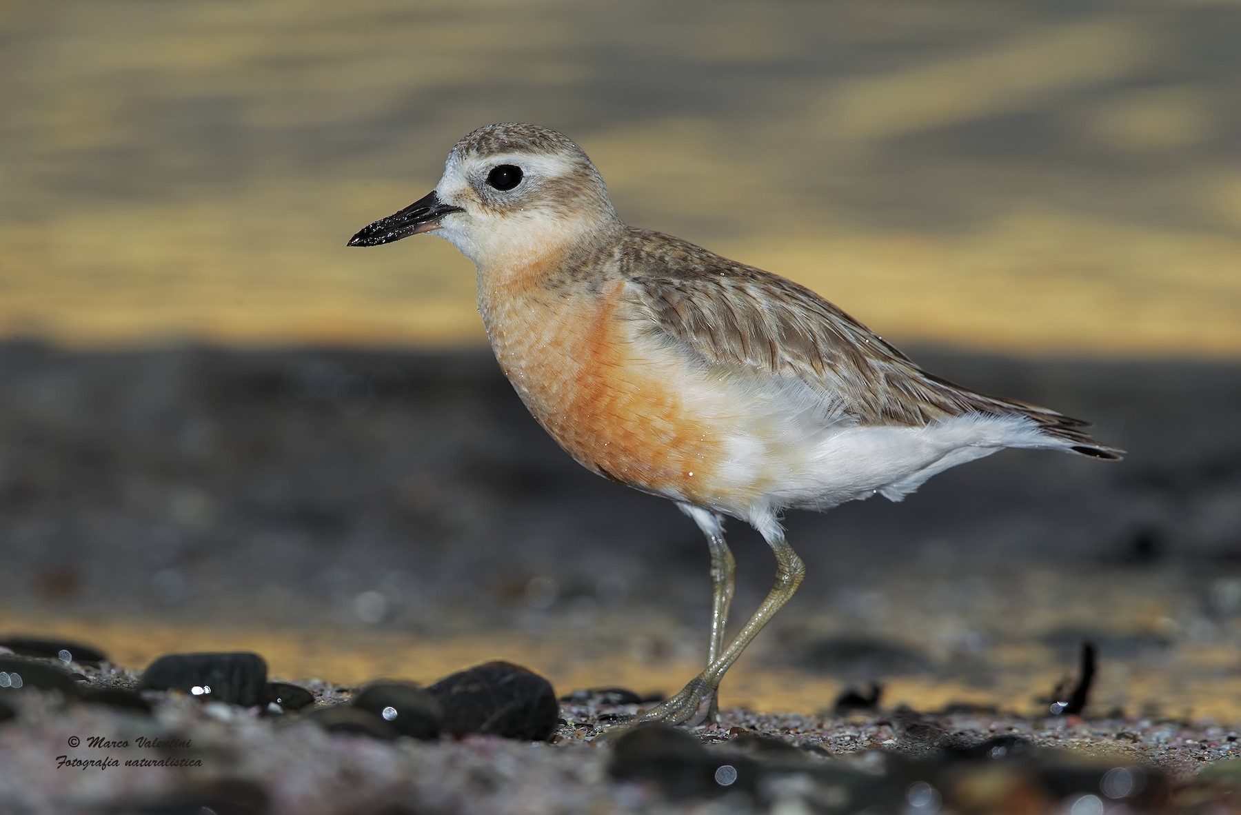 Red-breasted Dotterel (Northern) - eBird