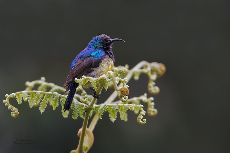 Souimanga à ventre jaune (igneiventris) - eBird