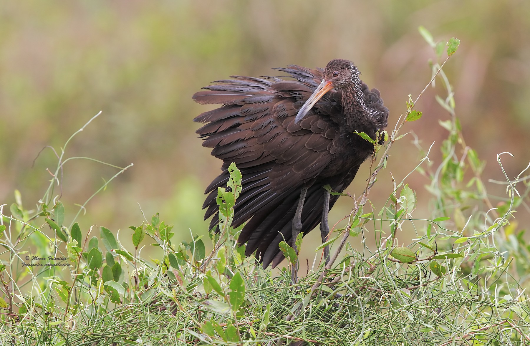 Carau (guarauna) - eBird