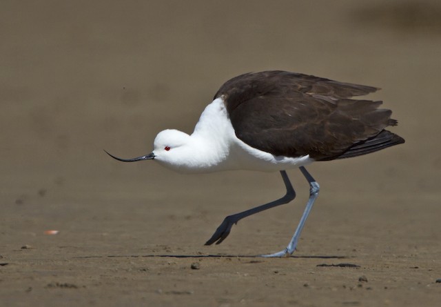 Photos - Andean Avocet - Recurvirostra andina - Birds of the World