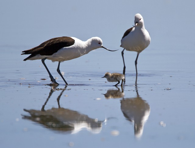 Photos - Andean Avocet - Recurvirostra andina - Birds of the World