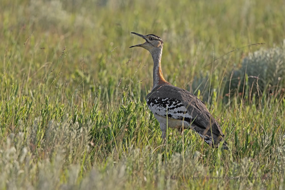 Denham's Bustard (Stanley's) - eBird