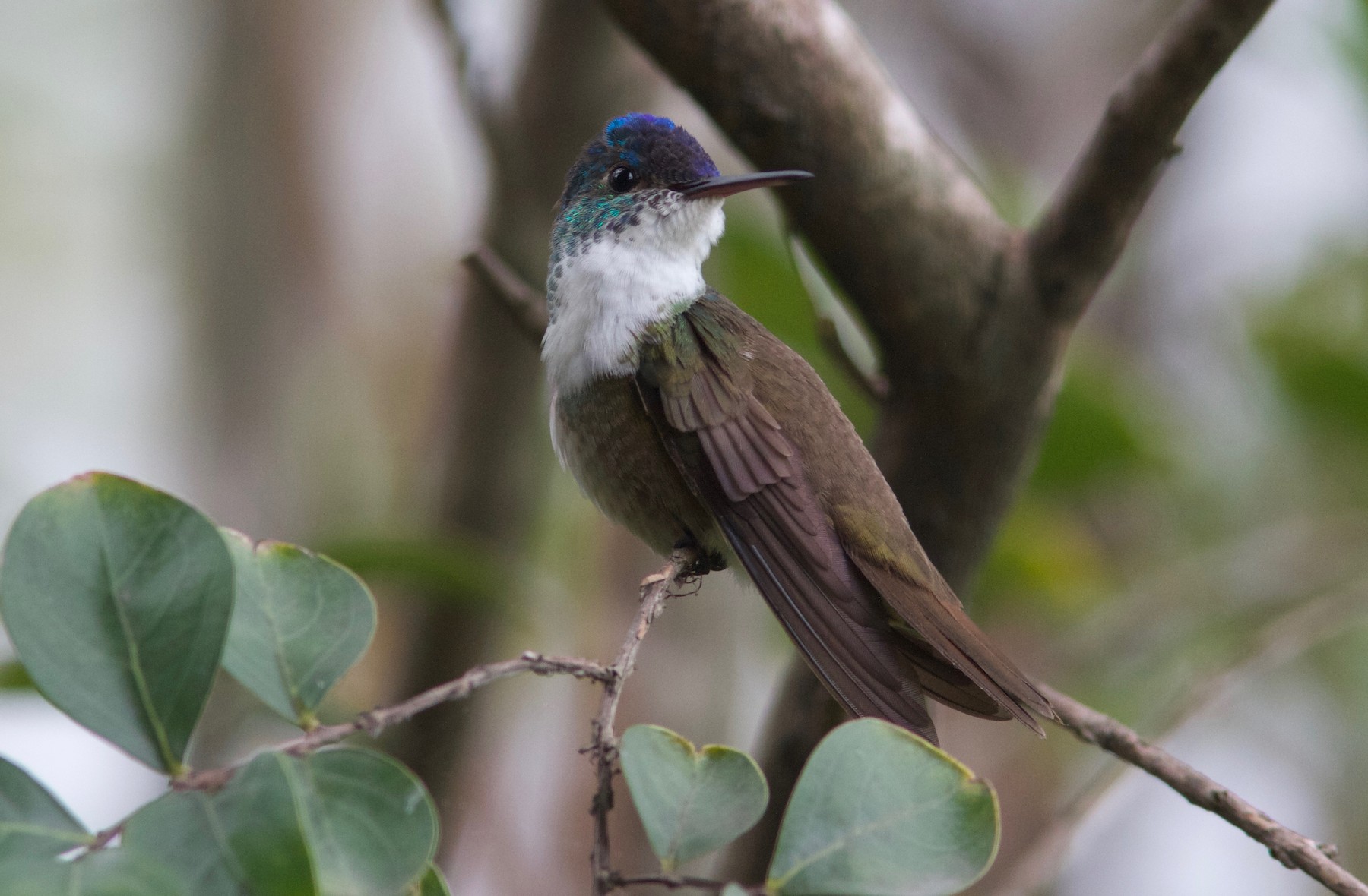 Azure-crowned Hummingbird (Azure-crowned) - eBird