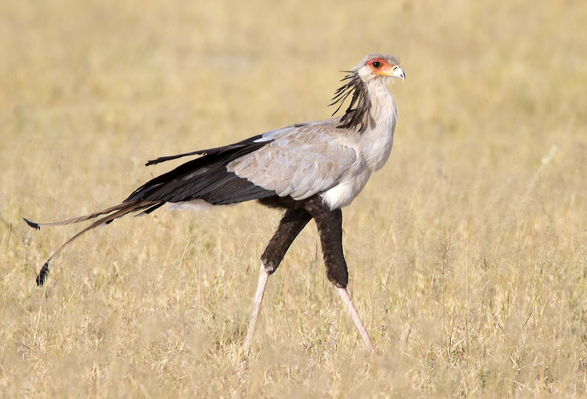 New Taxonomy Explorer brings regional filters and visual family index ...