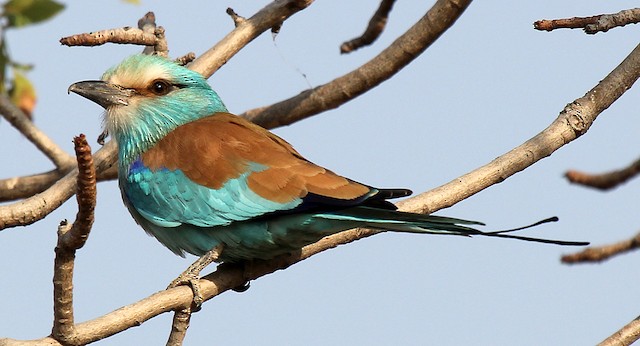 Photos - Abyssinian Roller - Coracias abyssinicus - Birds of the World